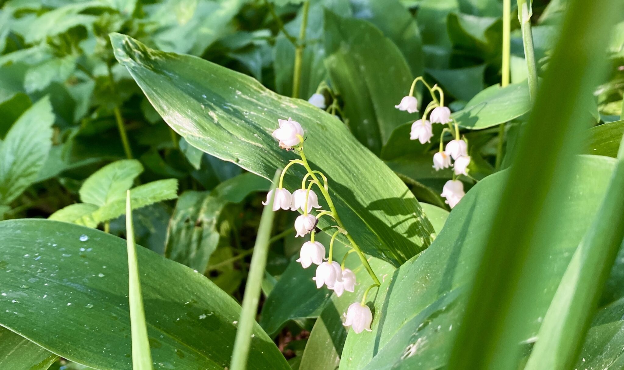 Luodaan toivoa maailmaan – Create Hope in the World - Piiri 1420